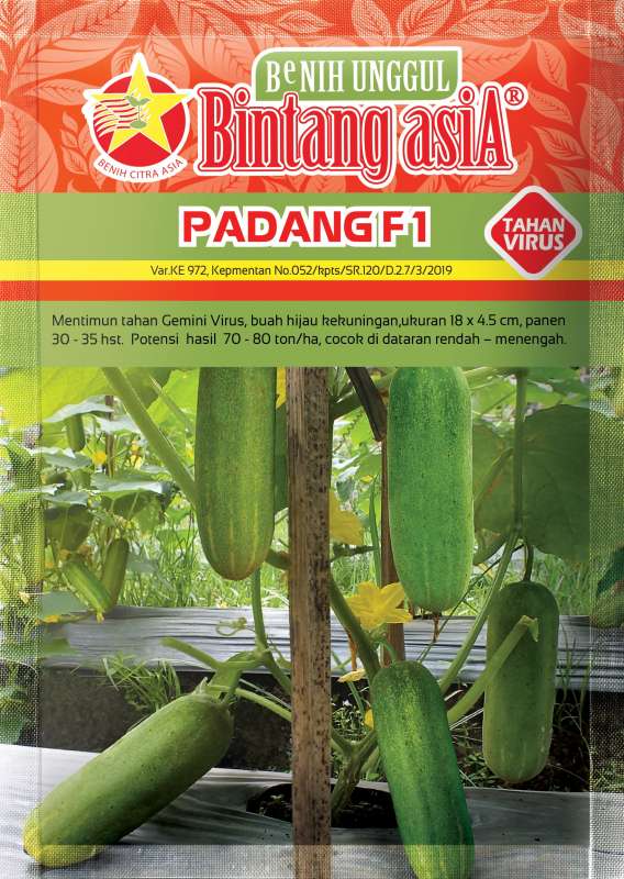 Padang F1 | Bintang asiA