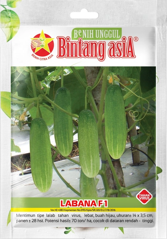 Labana F1 | Bintang asiA