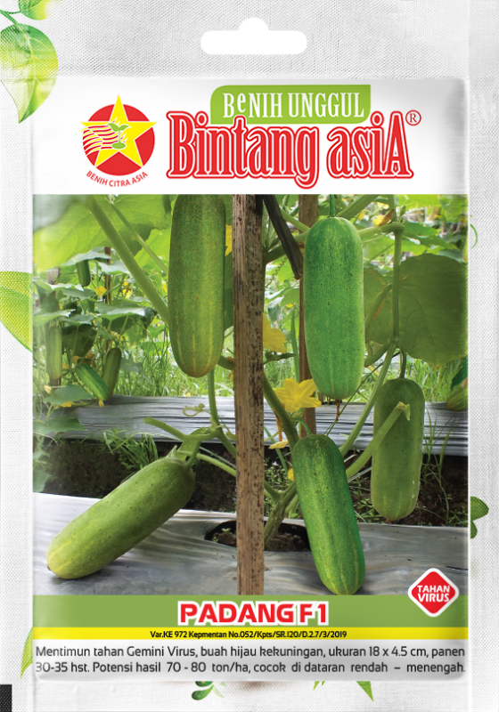 Padang F1 | Bintang asiA