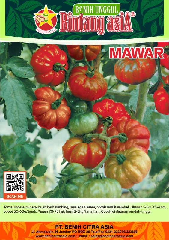 Mawar | Bintang asiA