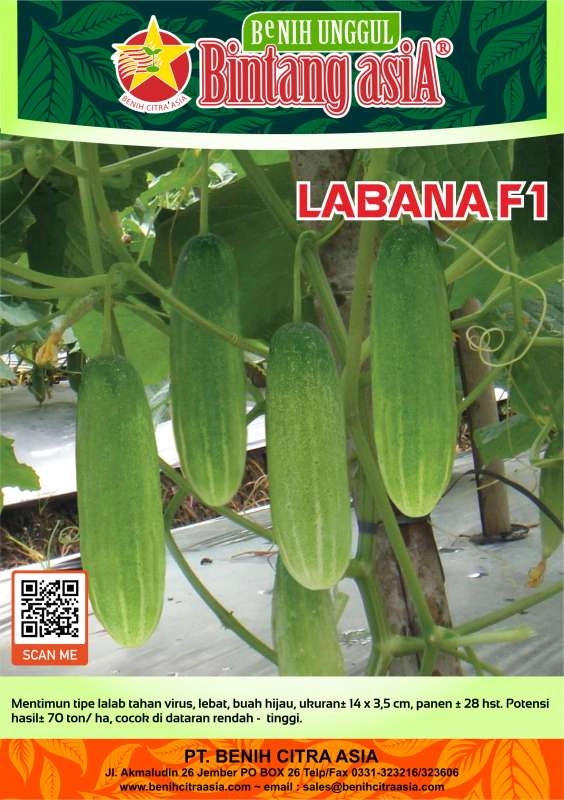 Labana F1 | Bintang asiA