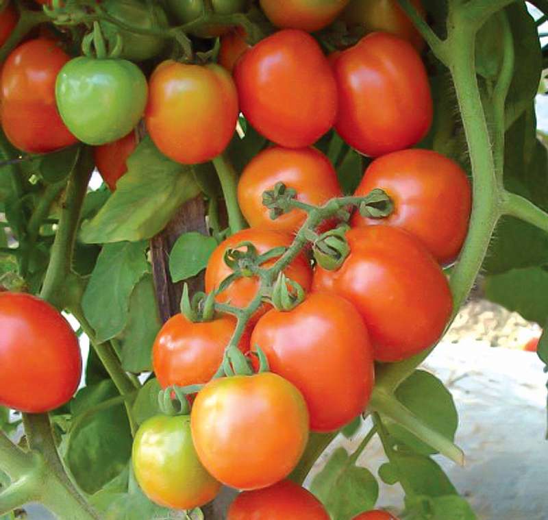 Tomat | Bintang asiA