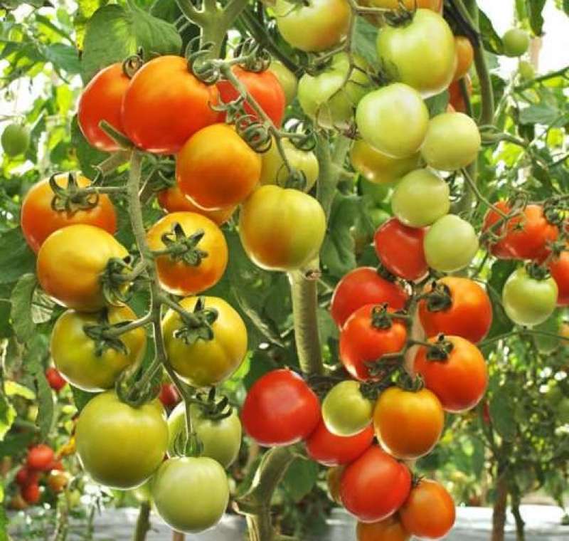 Tomat | Bintang asiA