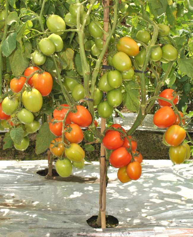 Tomat | Bintang asiA