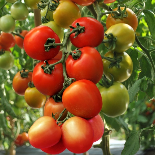 Tomat | Bintang asiA